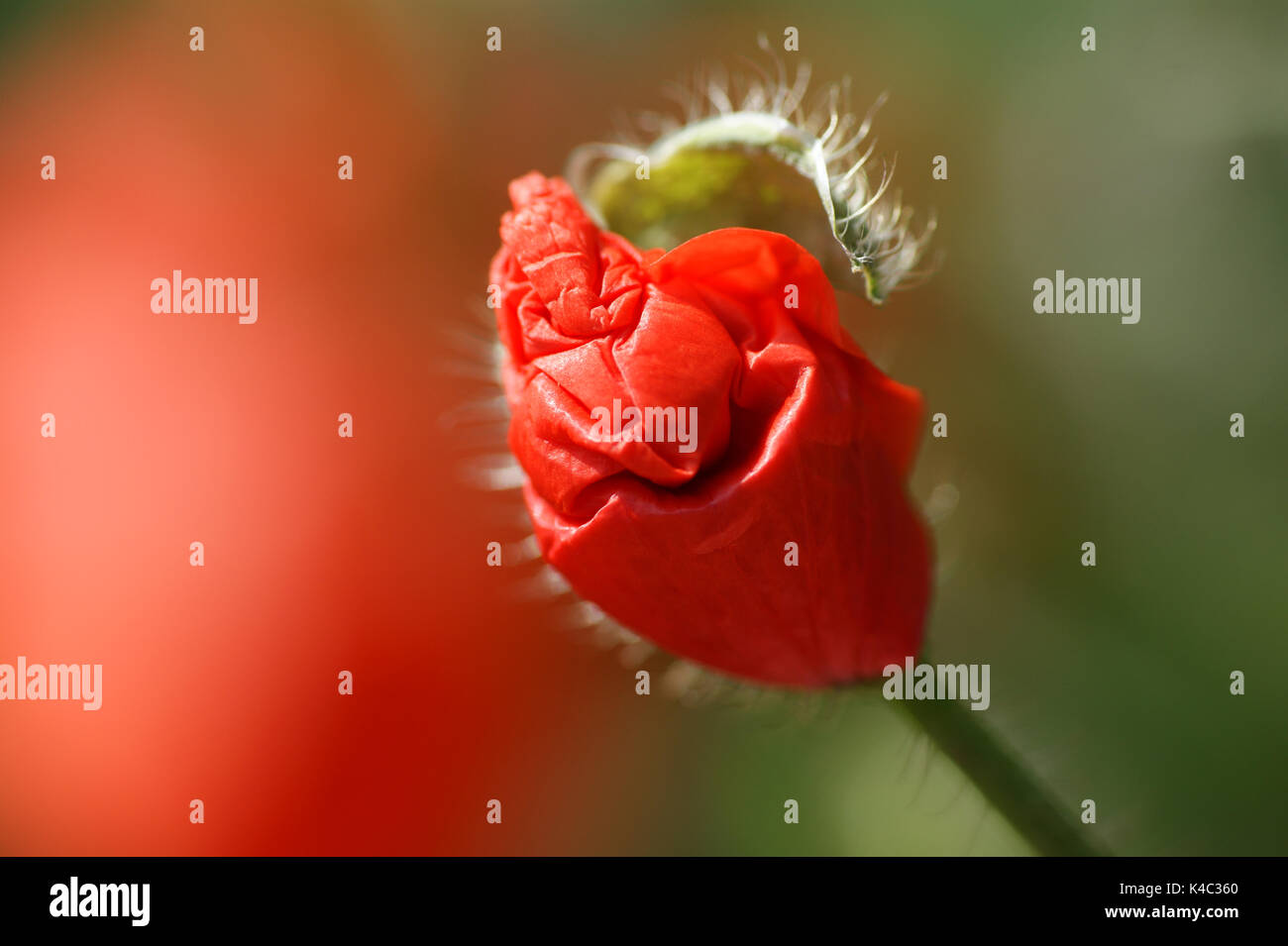 Blooms unfolding hi-res stock photography and images - Alamy
