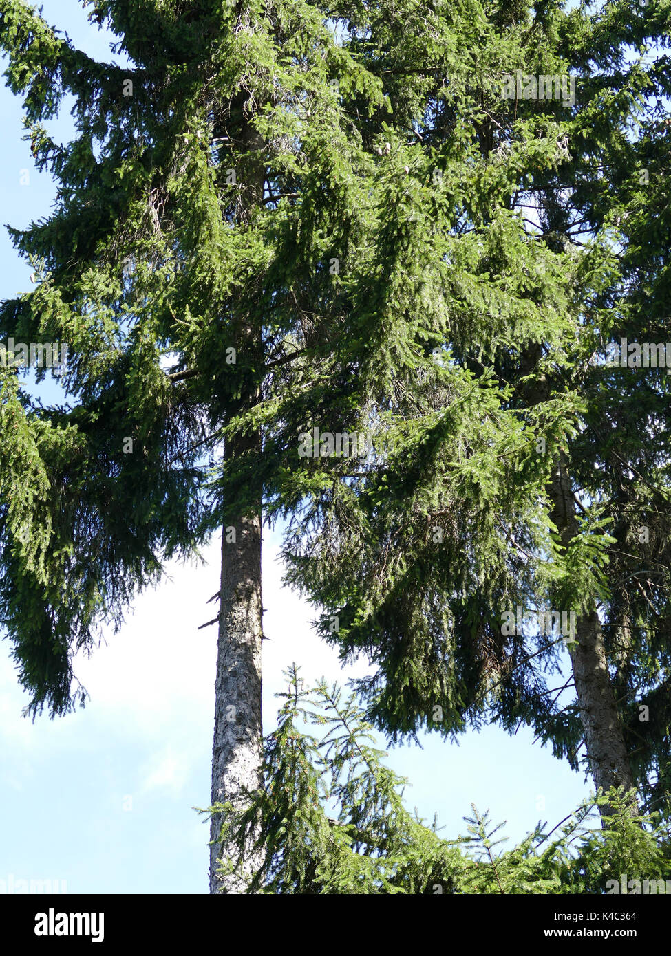 Huge Spruce Tree In Ortelsbruch, Hunsrueck Stock Photo - Alamy