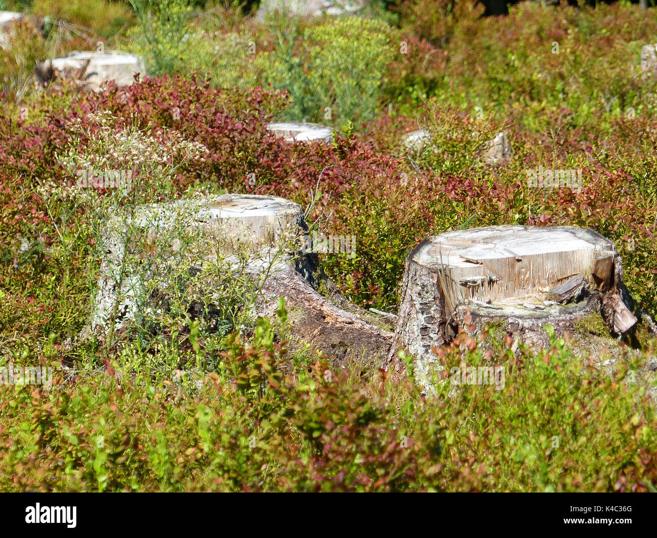 Stumps In The Forest Stock Photo - Alamy