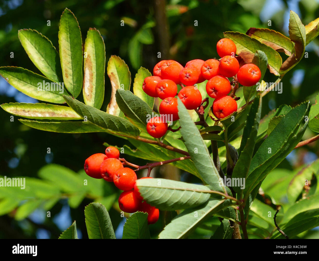 Ripe Rowan Berries On Rowan Tree Stock Photo - Alamy