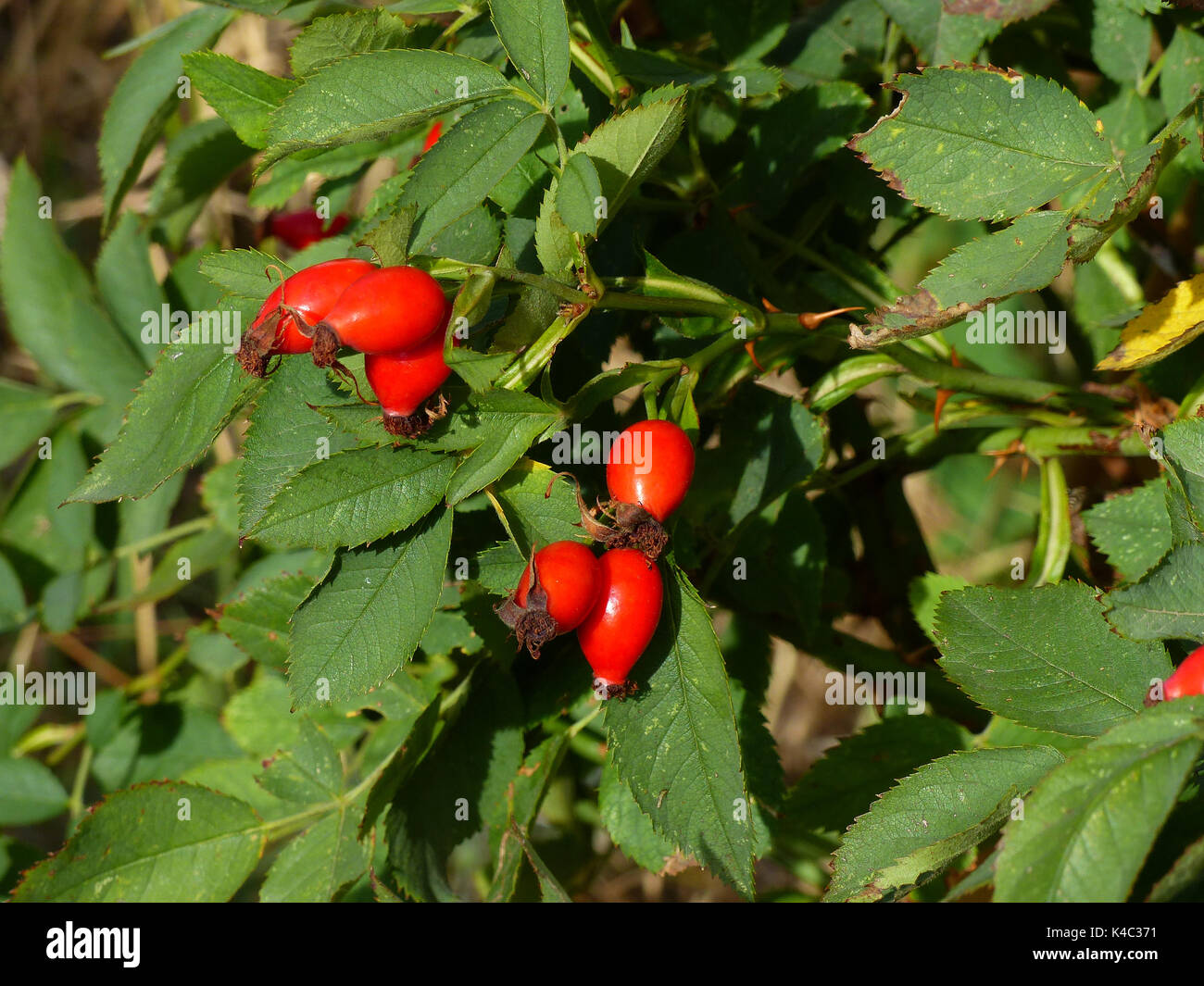 Rosehips shrub hi-res stock photography and images - Alamy