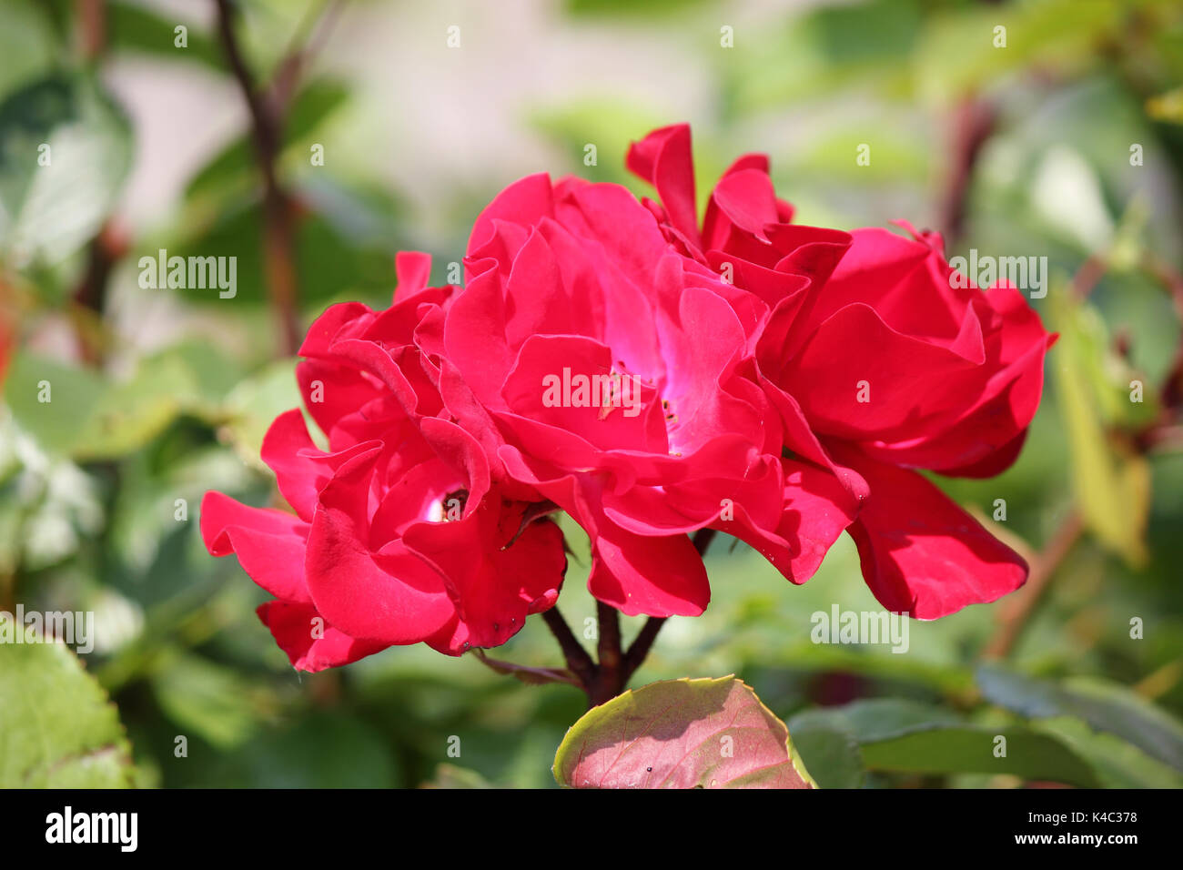 Flourishing pink roses hi-res stock photography and images - Alamy