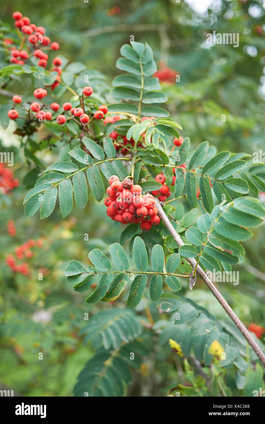 Sorbus aucuparia hi-res stock photography and images - Alamy