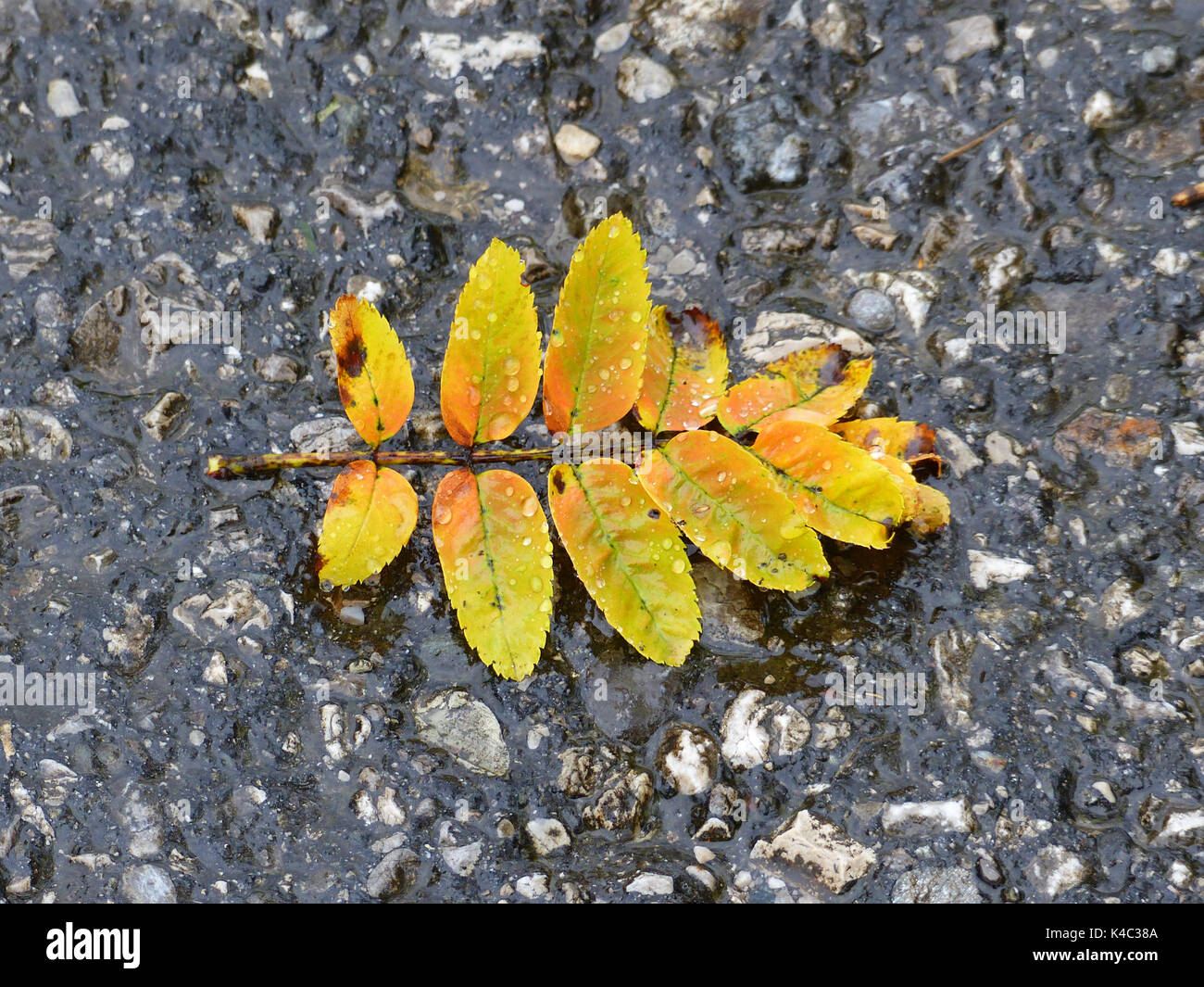 Rowan leaf hi-res stock photography and images - Alamy