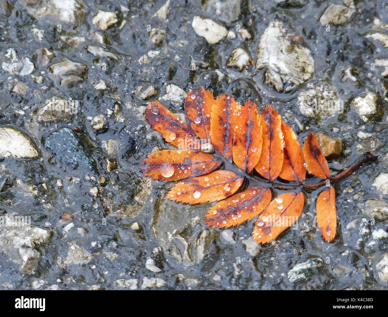 Rowan leaf hi-res stock photography and images - Alamy