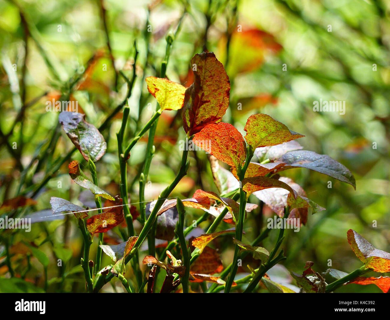 Blueberry Shrub In Autumn Stock Photo - Alamy