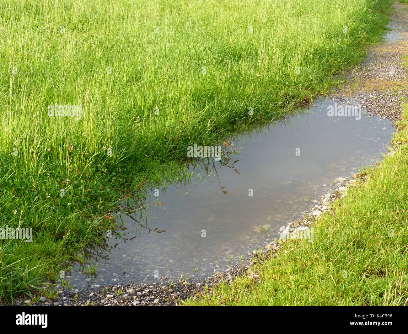 Meadow Path With Puddle Stock Photo - Alamy