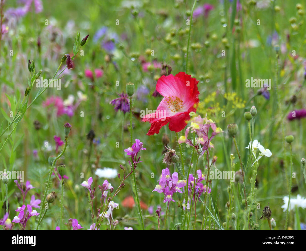 Flower Meadow In Summer Stock Photo - Alamy