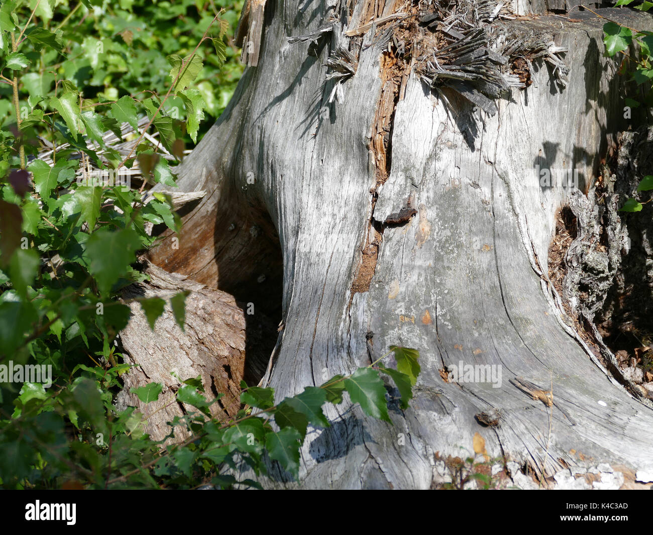 Grey stumps hi-res stock photography and images - Alamy