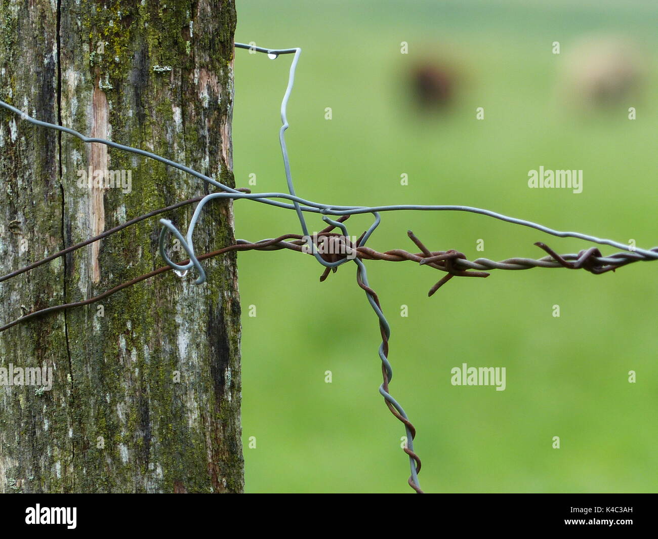 Fixed to wire hi-res stock photography and images - Alamy