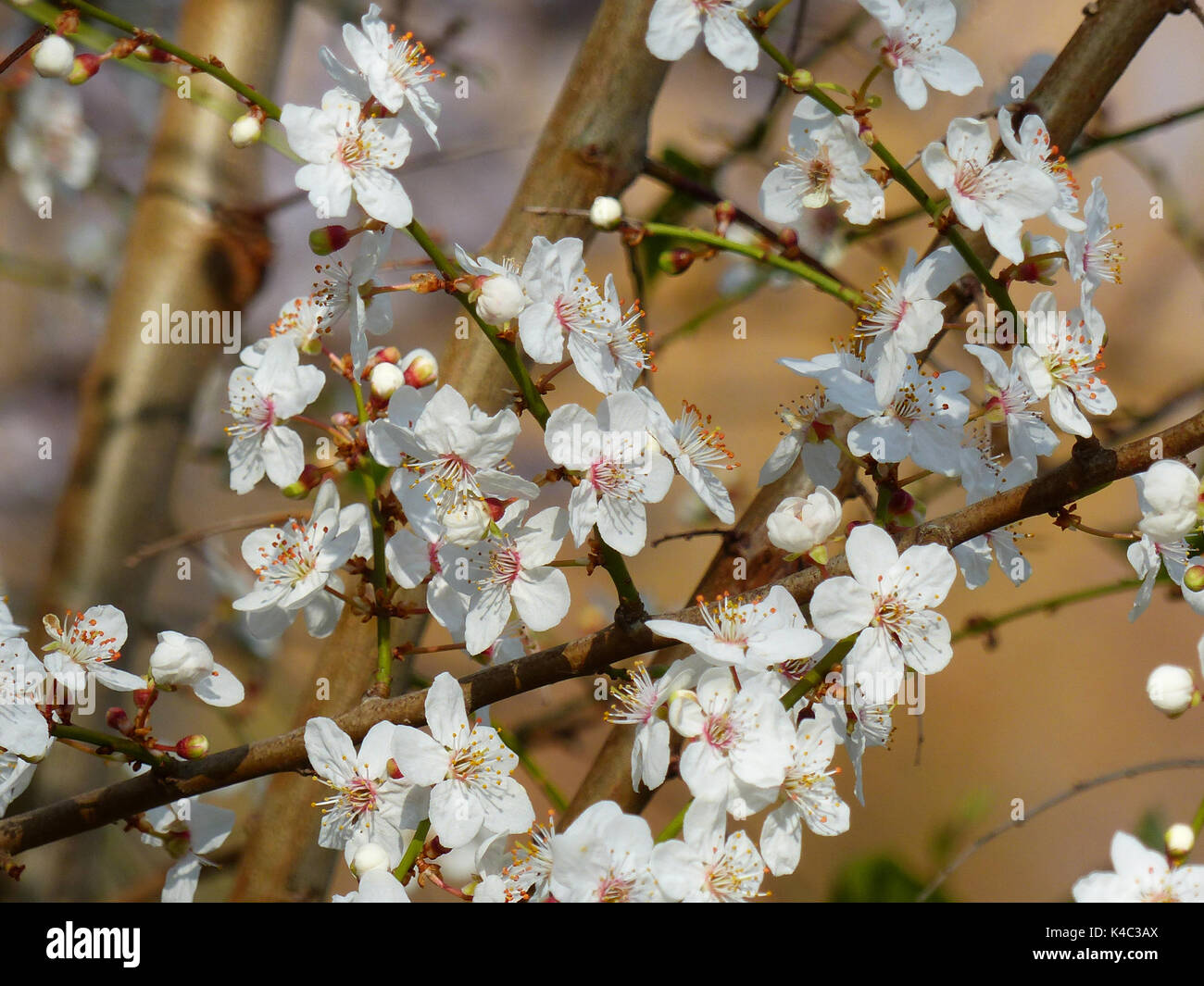 Blooming tree hi-res stock photography and images - Alamy