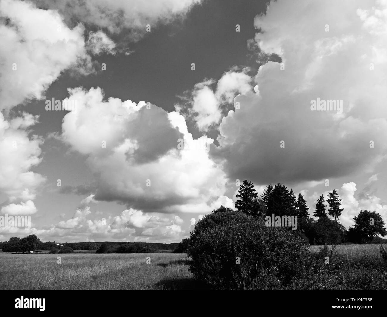 Fen plants Black and White Stock Photos & Images - Alamy