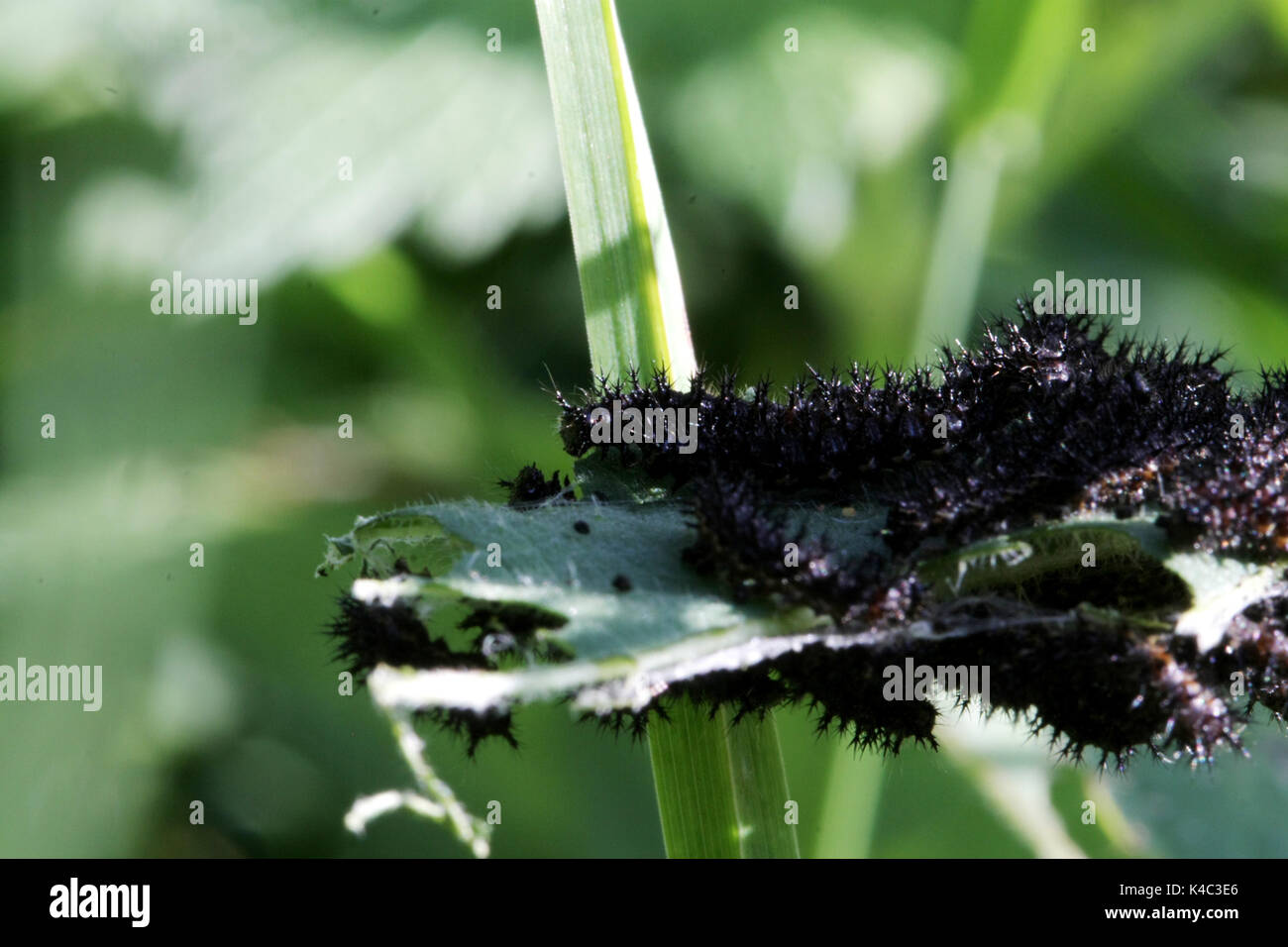 the invasion of black caterpillars on a nettle Stock Photo - Alamy