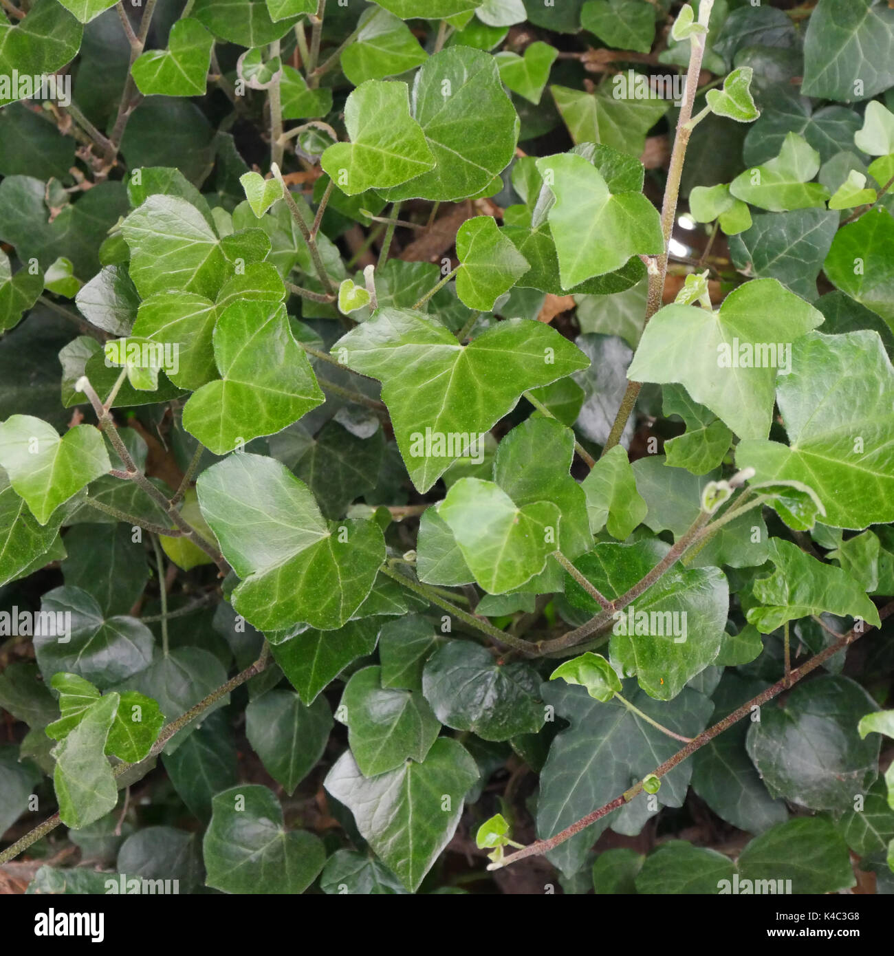Common Ivy, Hedera Helix Stock Photo - Alamy