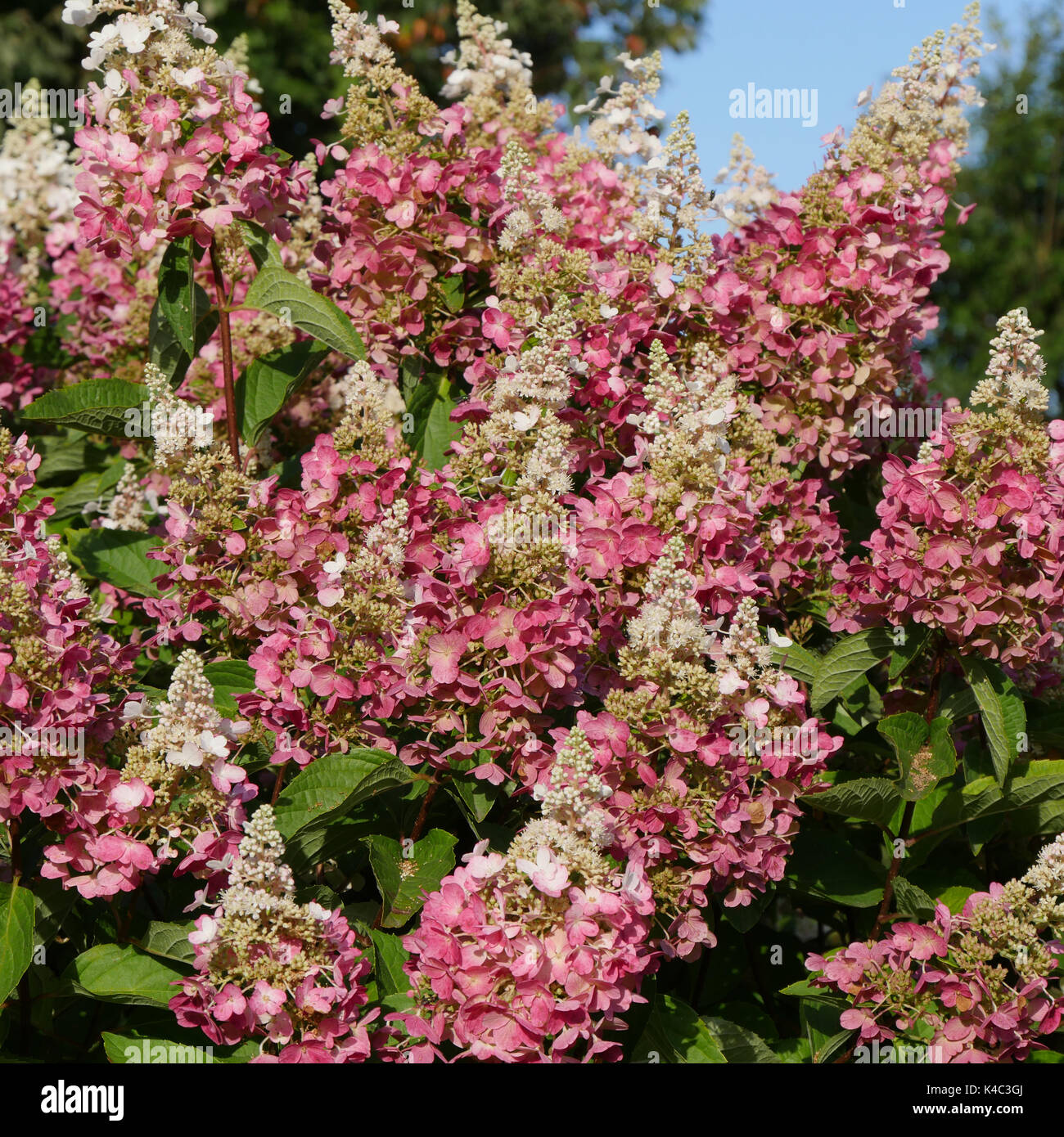 Panicles hydrangea in bloom hi-res stock photography and images - Alamy