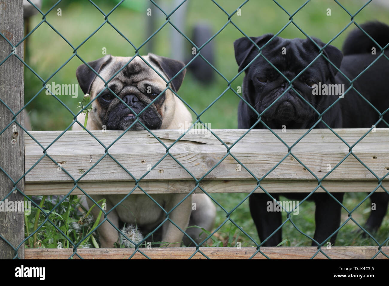 Wicket fence hi-res stock photography and images - Alamy