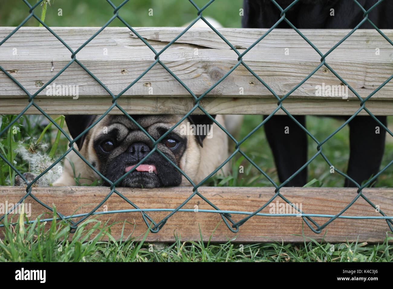 Let Me Go Out, Pug Behind A Fence Wants To Get Out Stock Photo - Alamy