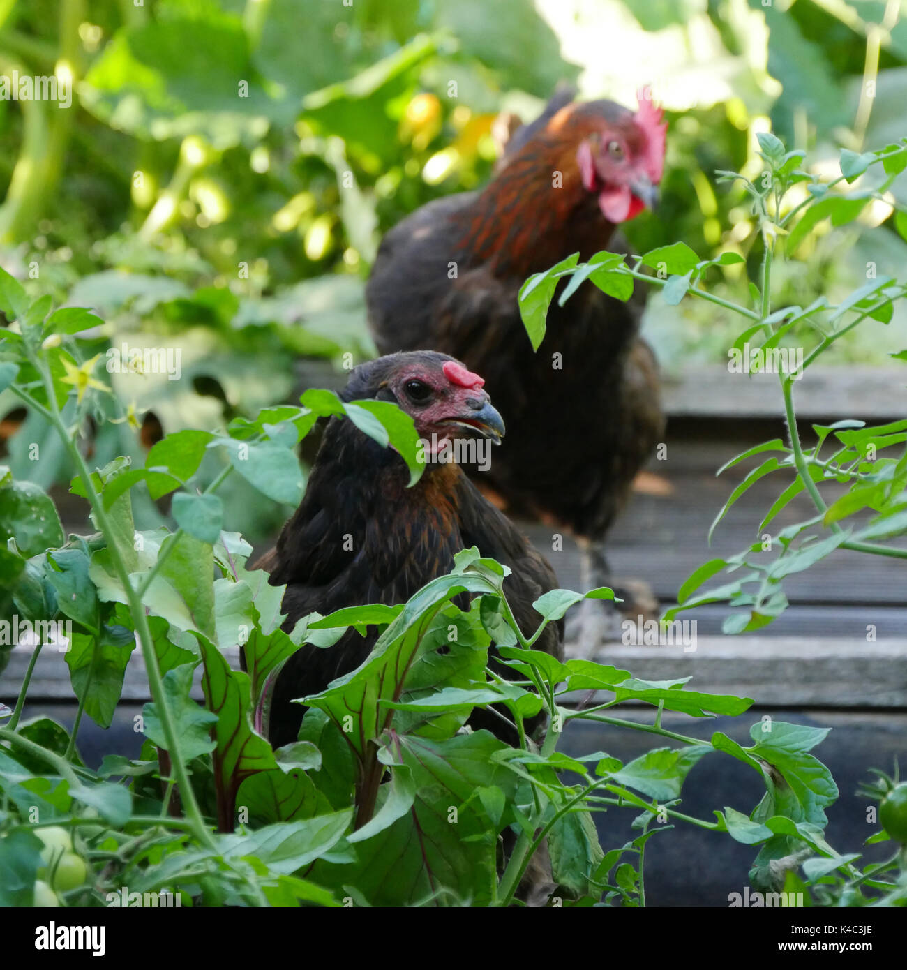 Two brown hens in hi-res stock photography and images - Alamy