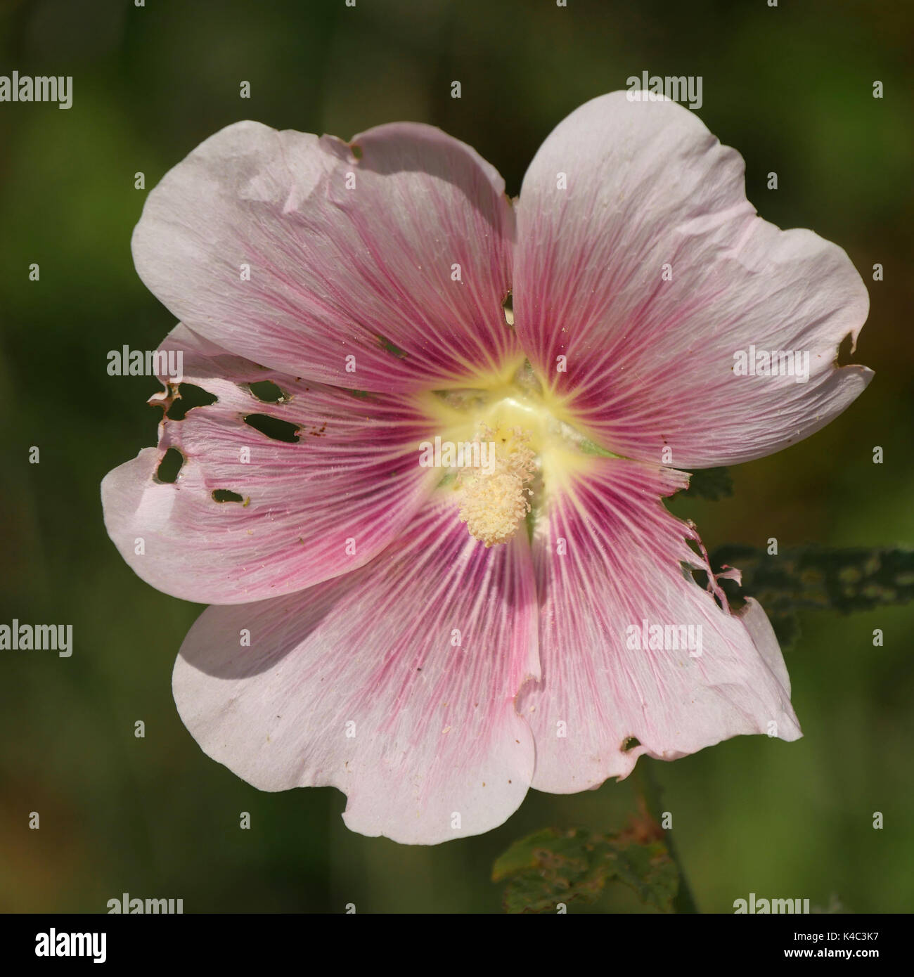 Slightly Battered Hibiscus Flower, Hibiscus With Green Background Stock ...