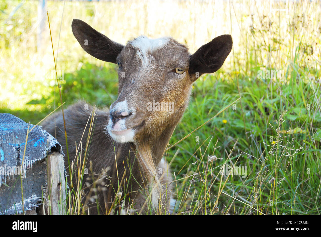 Without horns hi-res stock photography and images - Alamy