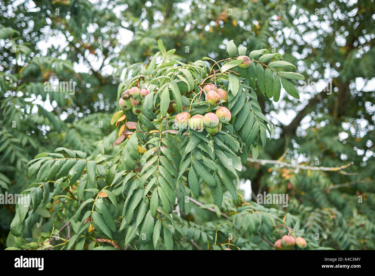 Sorbus domestica f pyrifera hi-res stock photography and images - Alamy