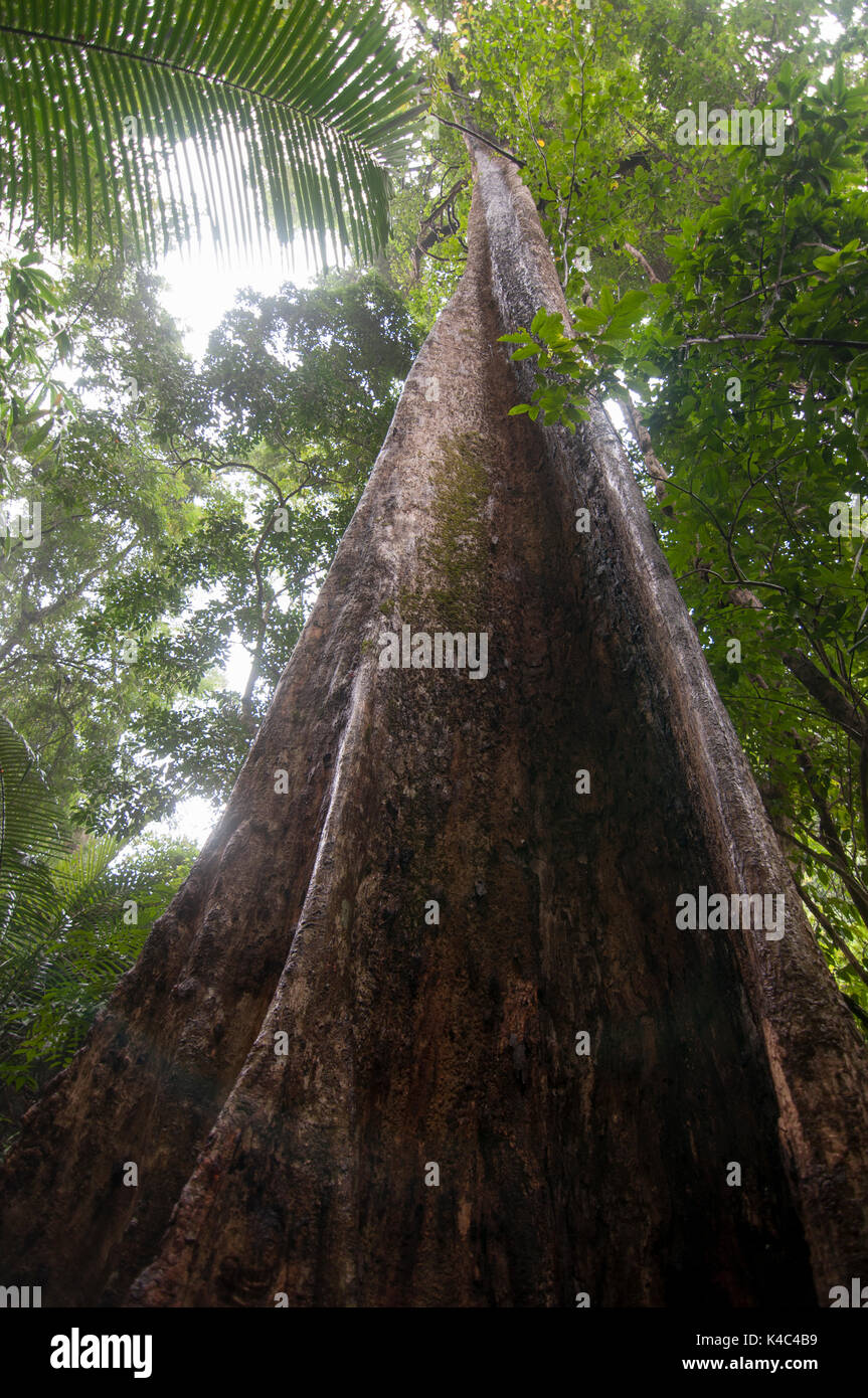 Gaint tree kerala forest Stock Photo - Alamy