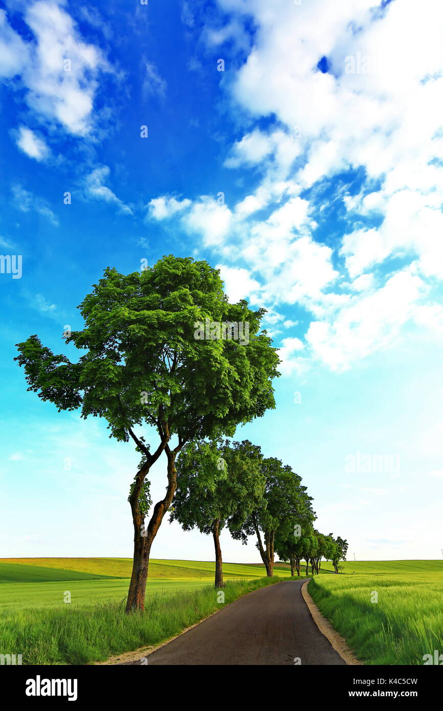Tree On The Road Stock Photo - Alamy