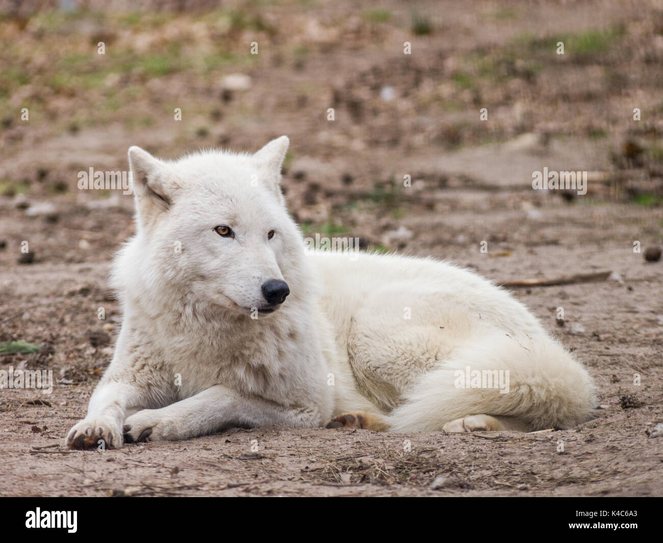 Polarwolf hi-res stock photography and images - Alamy