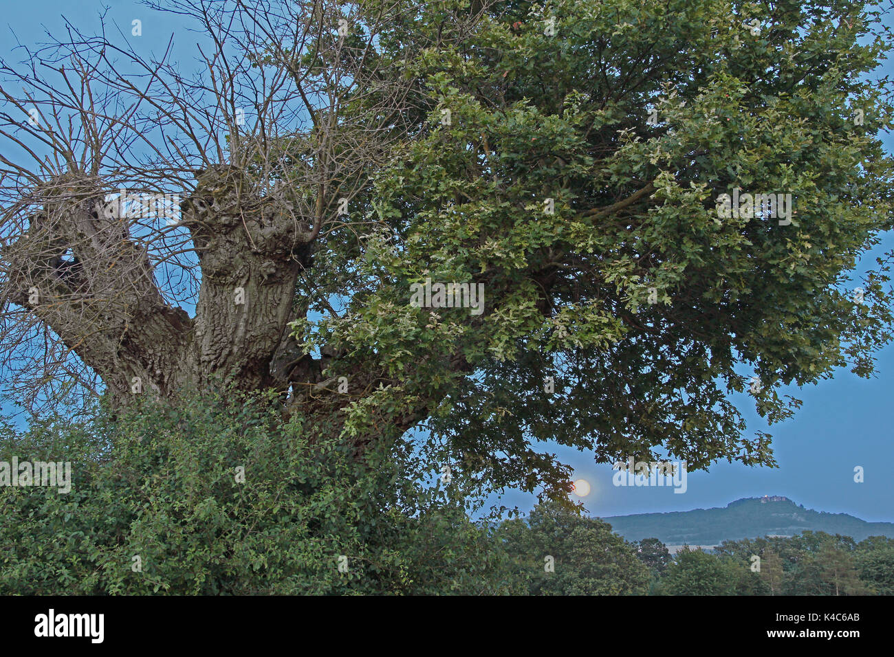 Shaving-Tree And Full Moon Stock Photo - Alamy