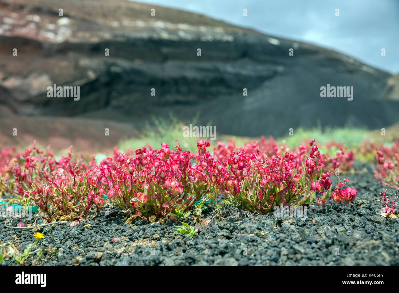 Wild Plants With Red Flowers On Volcanic Ash, Lanzarote, Canary Islands ...