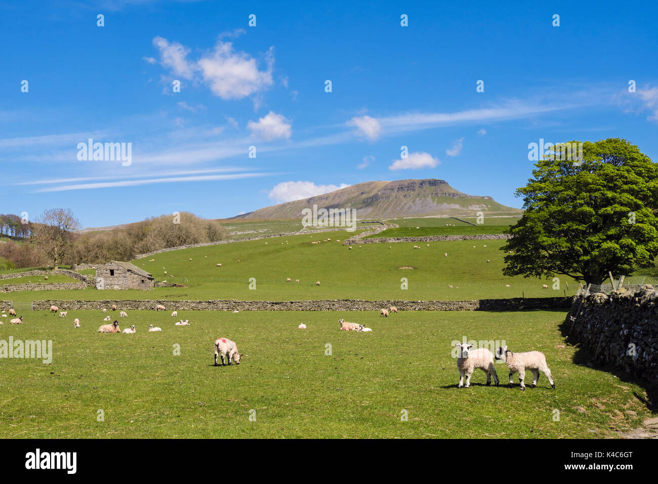 Sheep in the north pennines hi-res stock photography and images - Alamy
