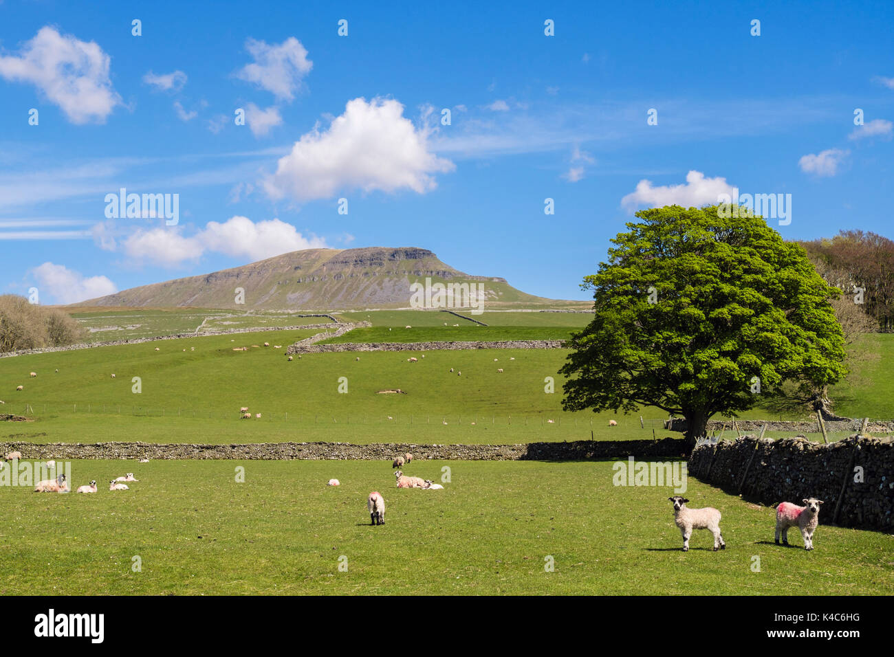 Sheep farming in the yorkshire dales hi-res stock photography and ...