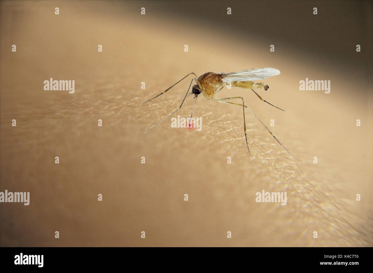 Mosquito bite hi-res stock photography and images - Alamy