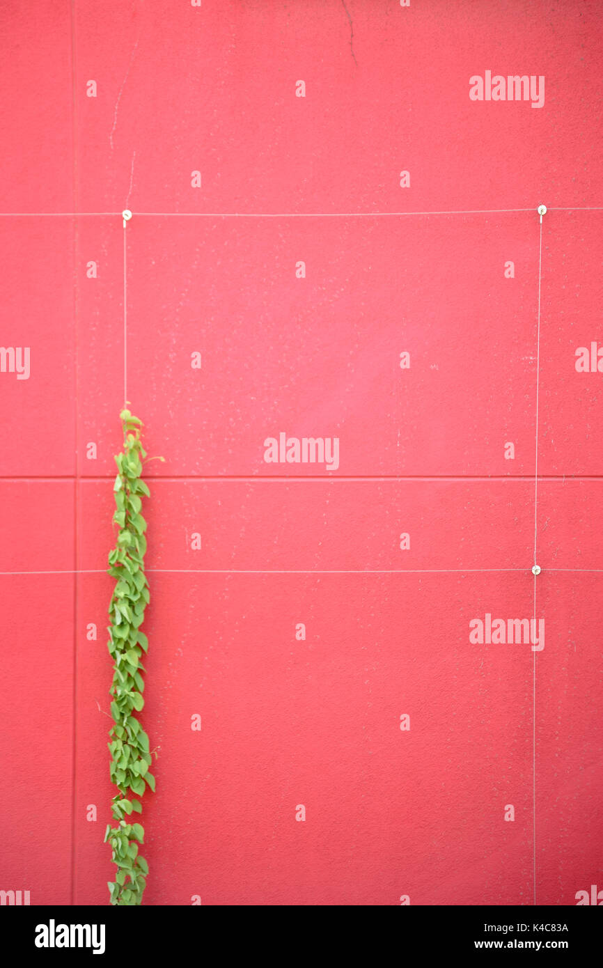 Climbing vine tendril hi-res stock photography and images - Alamy