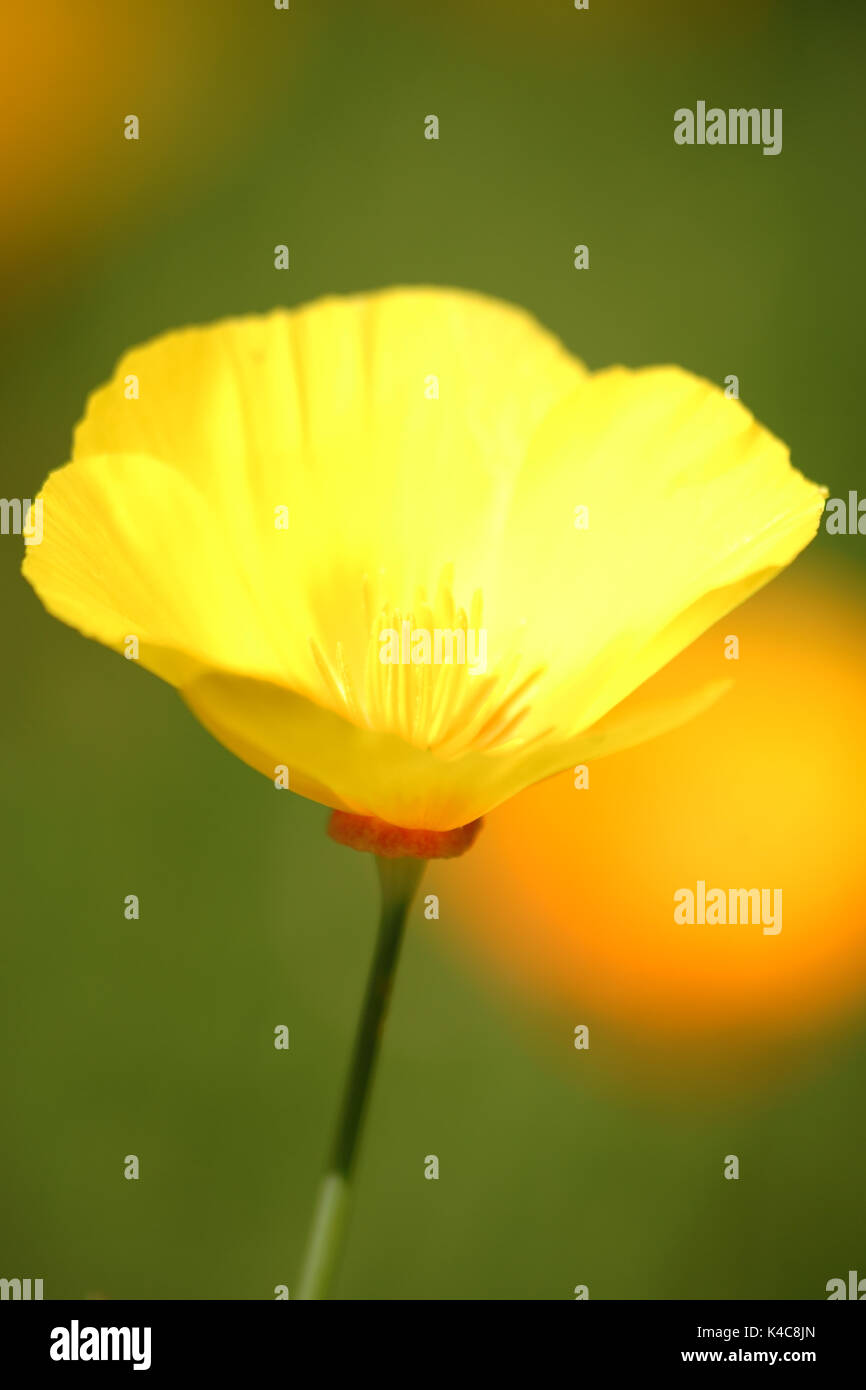 California Poppy Flower Stock Photo - Alamy