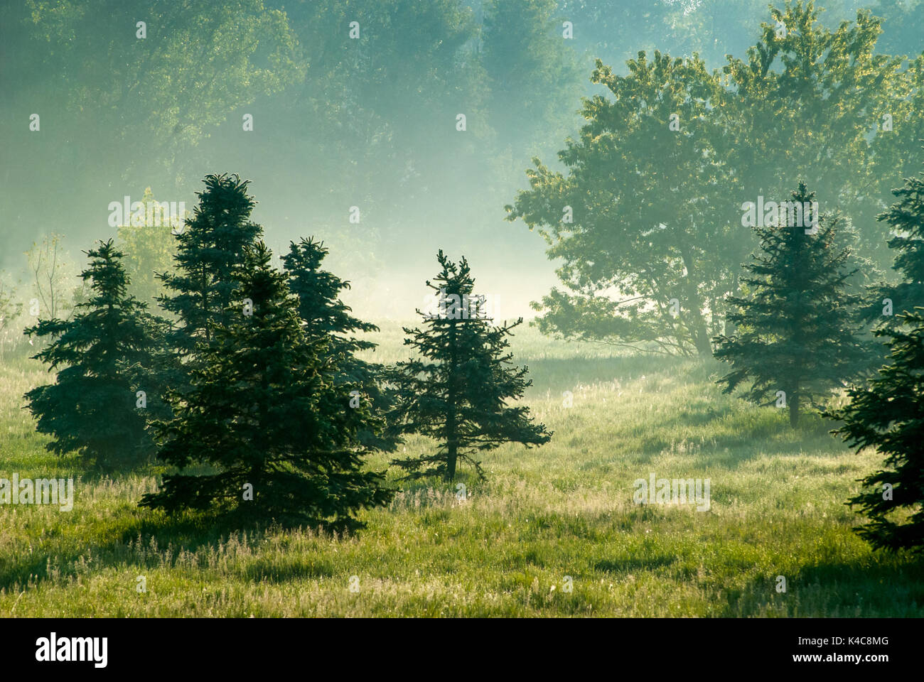 Conifers in summer hi-res stock photography and images - Alamy
