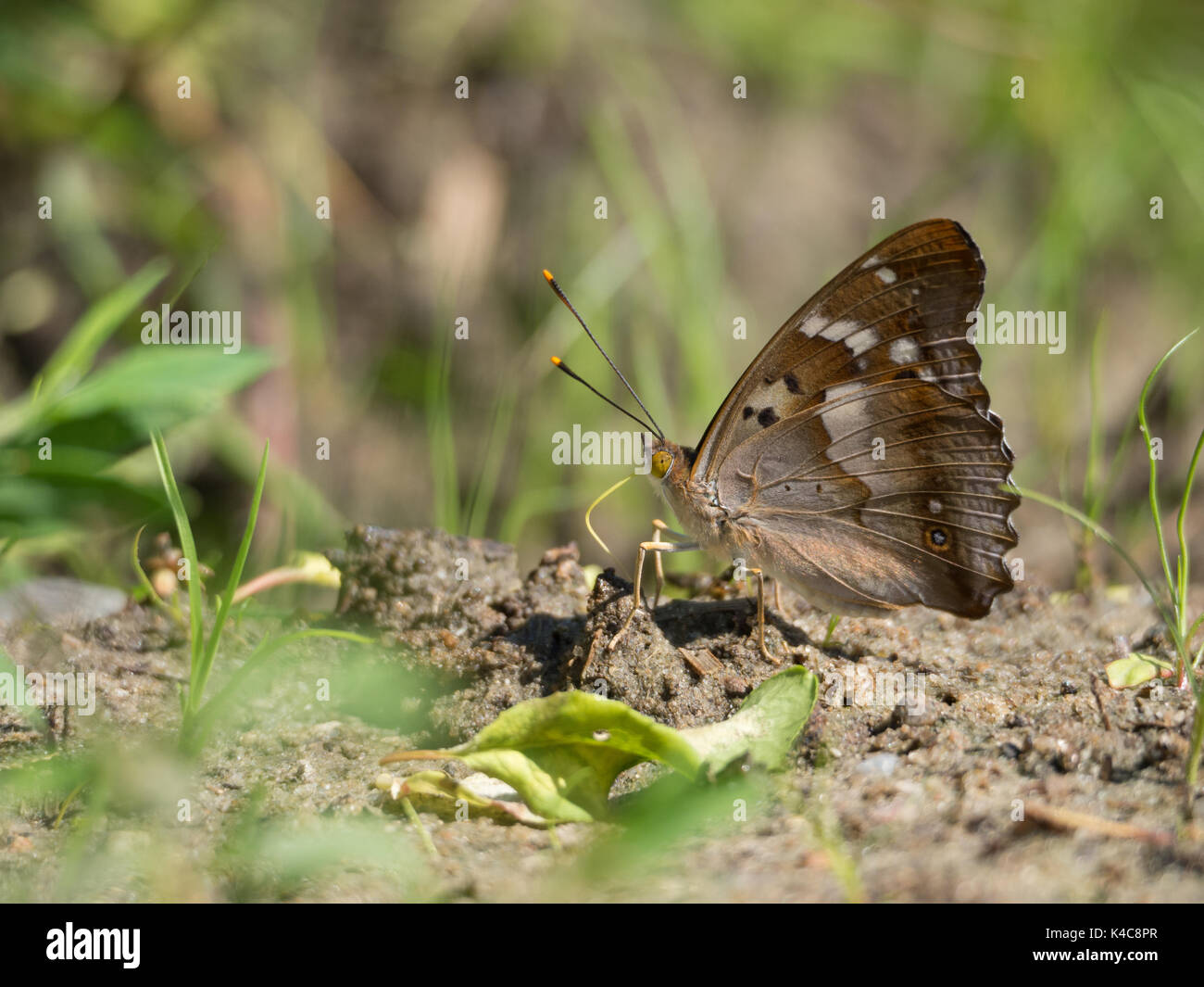 Lesser purple emperor apatura ilia hi-res stock photography and images ...