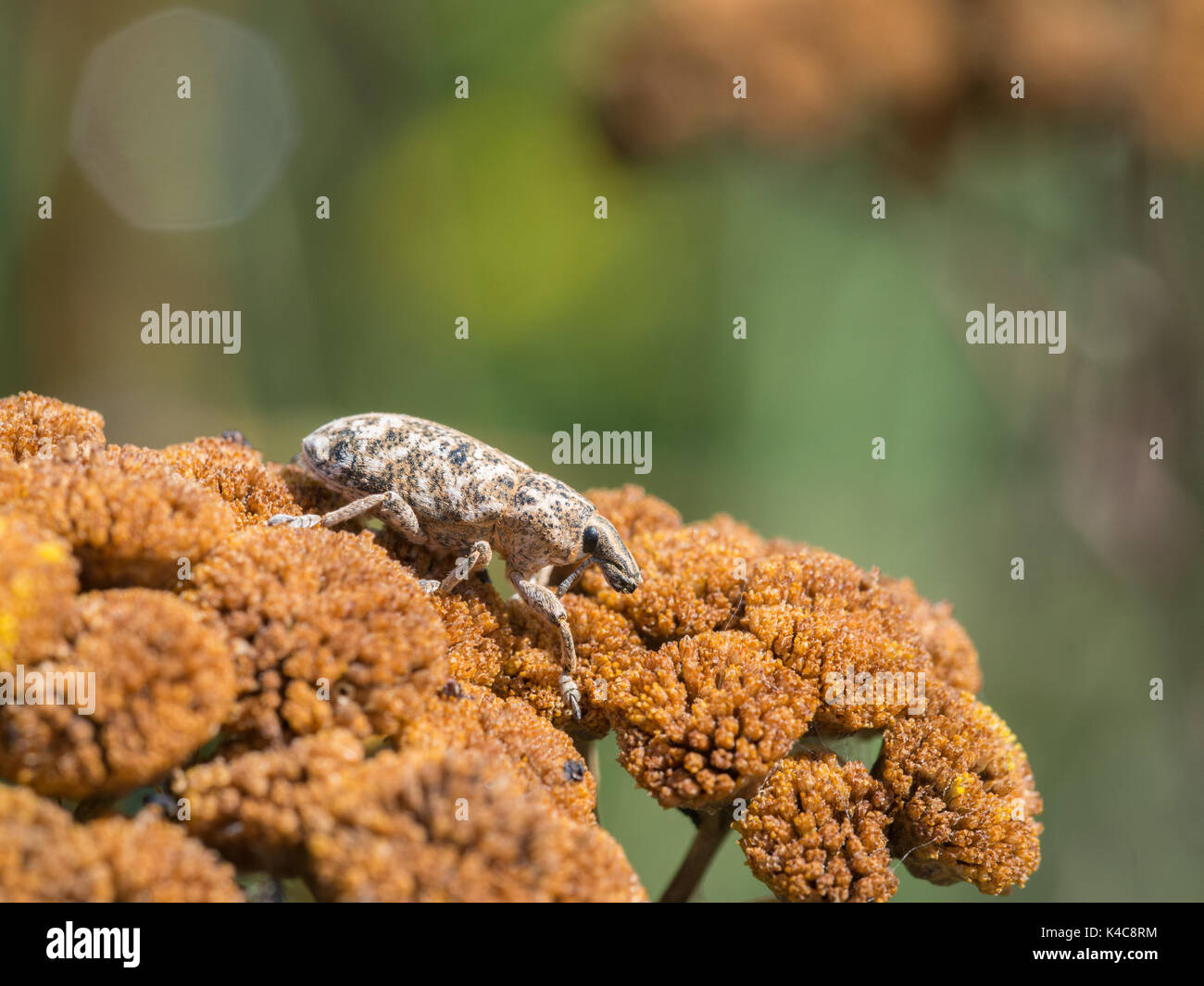 Cleonis hi-res stock photography and images - Alamy