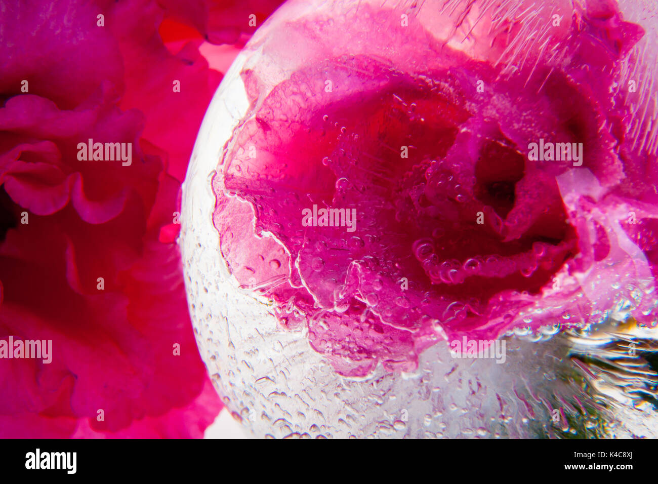 Azalea In Crystal Clear Ice Stock Photo - Alamy