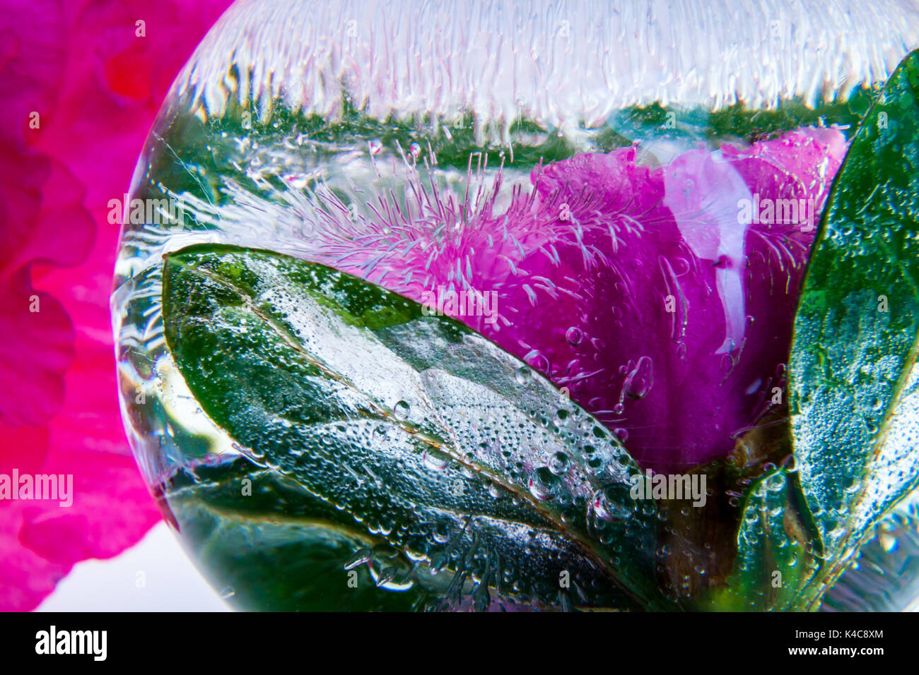 Azalea In Crystal Clear Ice Stock Photo - Alamy