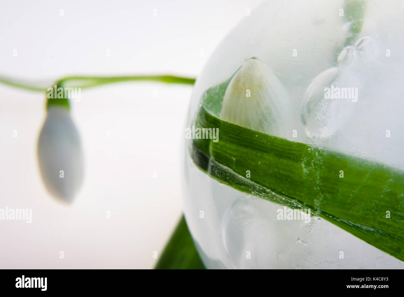 Snowdrop In Crystal Clear Ice Stock Photo - Alamy