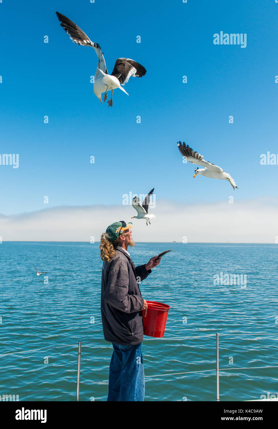 Man With A Beard And Ponytail Feeding Gulls From Boat Stock Photo - Alamy