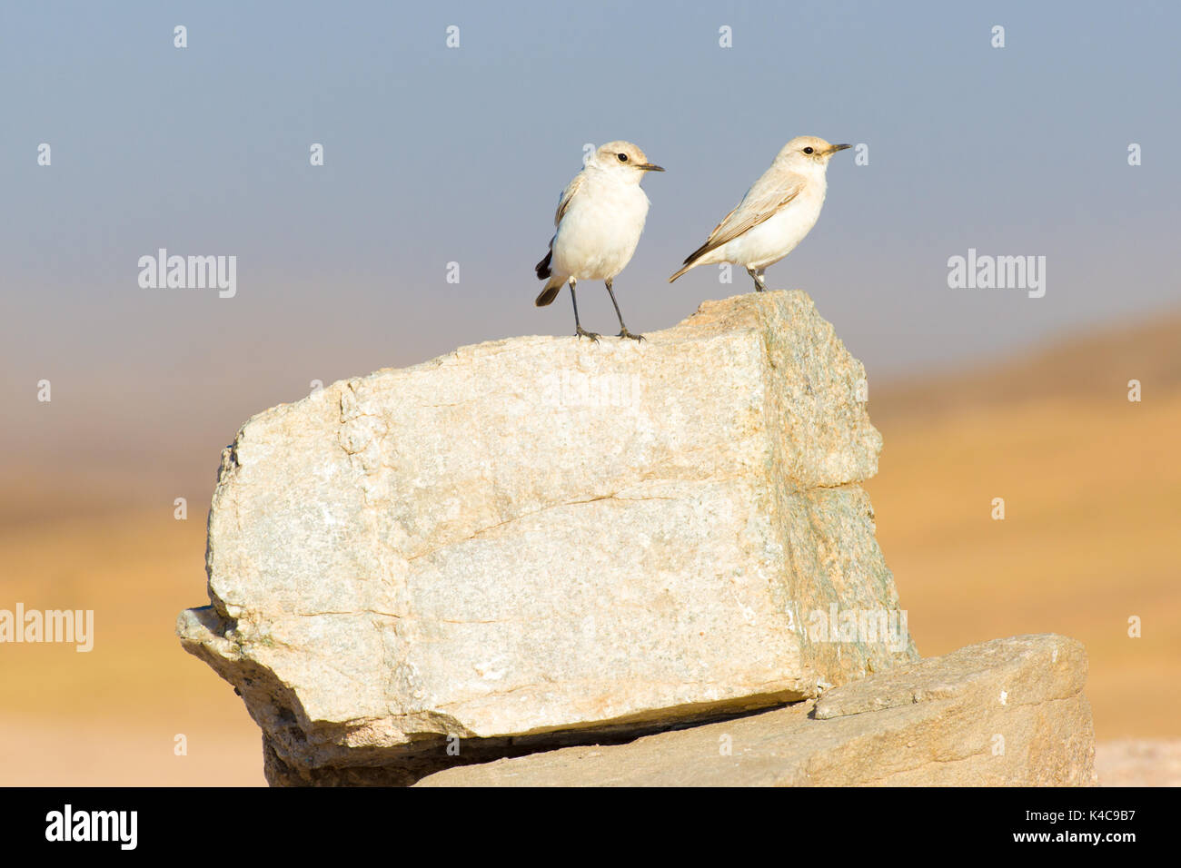 Two Young Plover Charadrius Pallidus Sitting On A Stone At The Edge Of ...