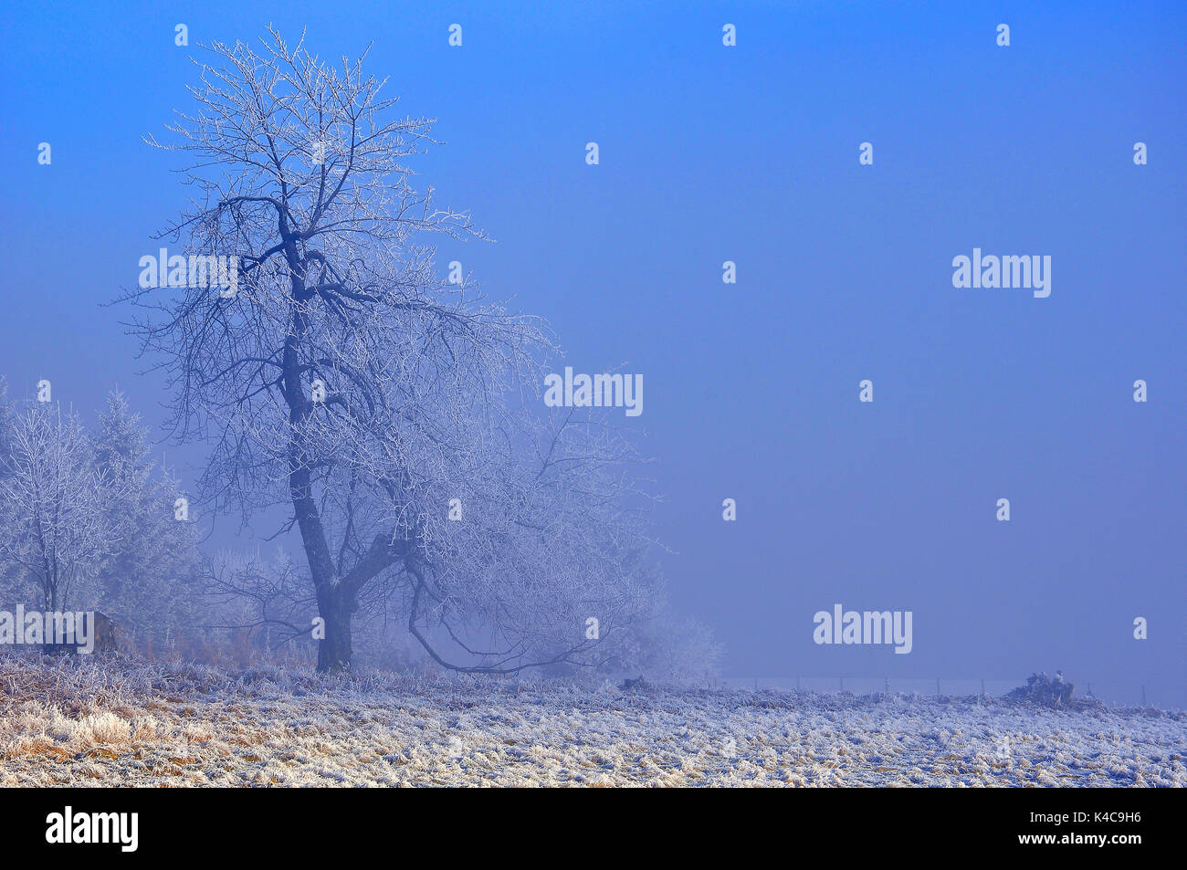 Baum Im Winter Auf Wiese Stock Photo - Alamy