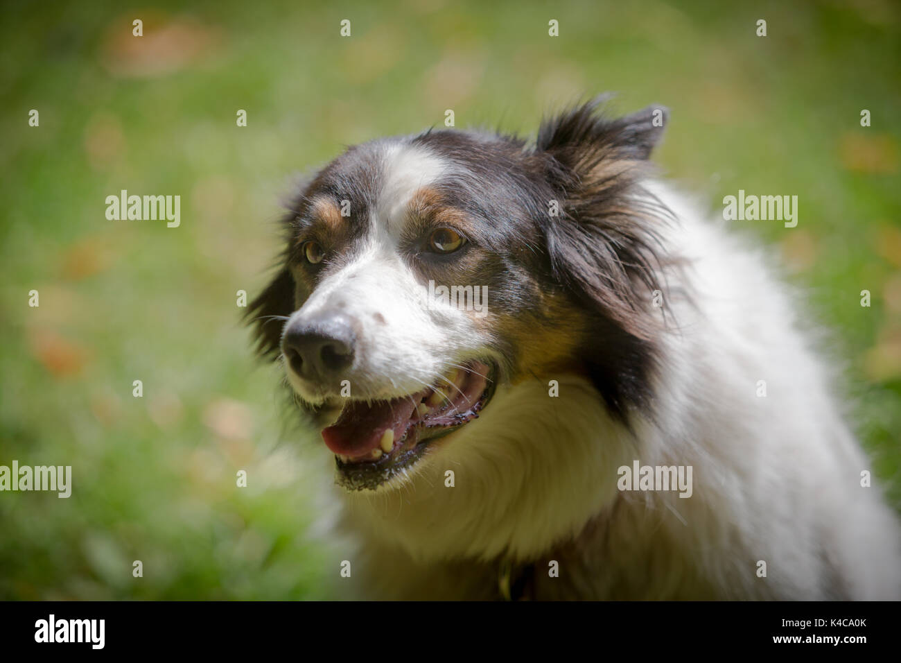 Border collie head hi-res stock photography and images - Alamy