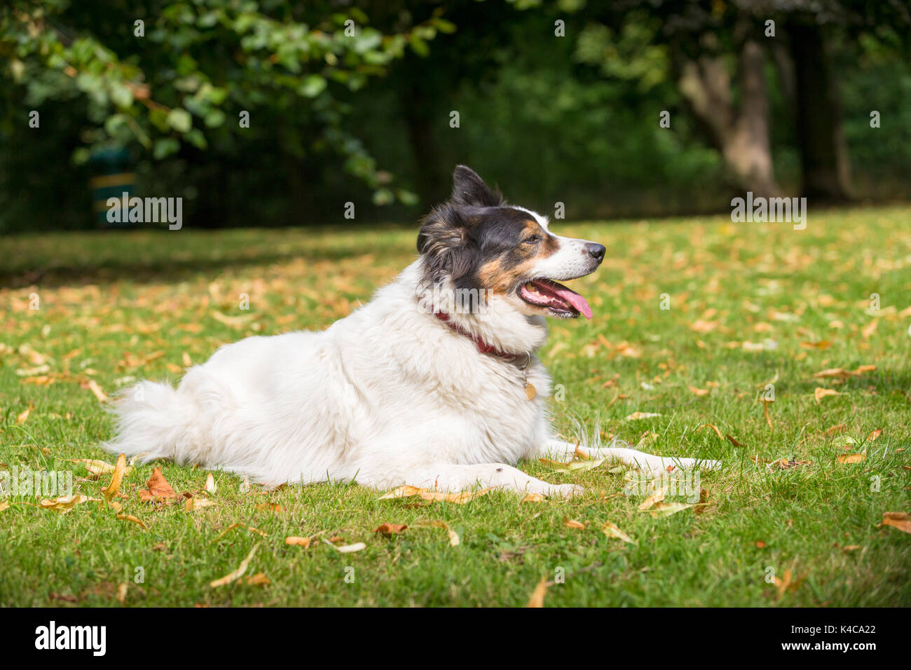 Border collie lying down hi-res stock photography and images - Alamy