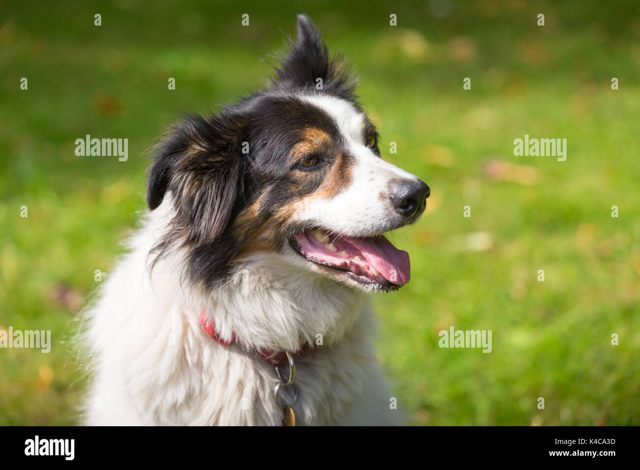 Border collie face hi-res stock photography and images - Alamy