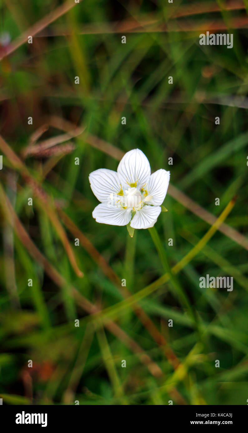 The flower head of Grass of Parnassus, Parnassia palustris, on ...