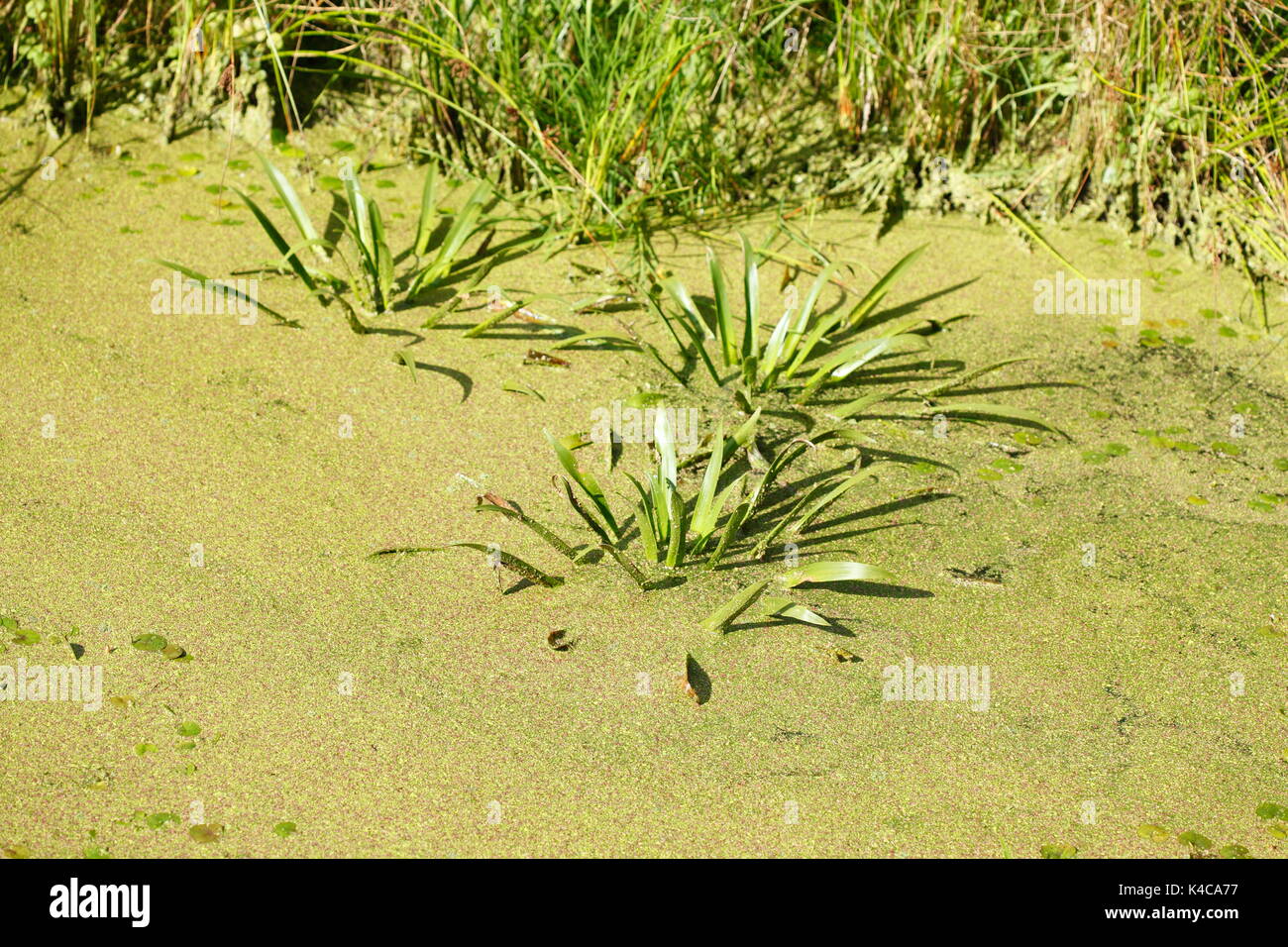 tide of green algae in a pond Stock Photo - Alamy