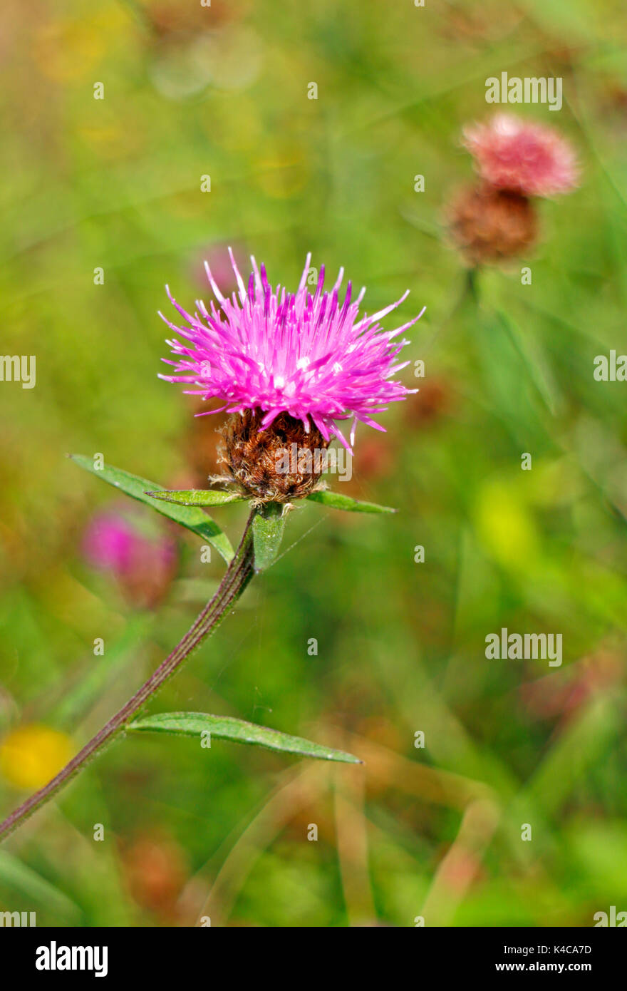A view of the flower head of Common Knapweed, Centaurea nigra, on ...